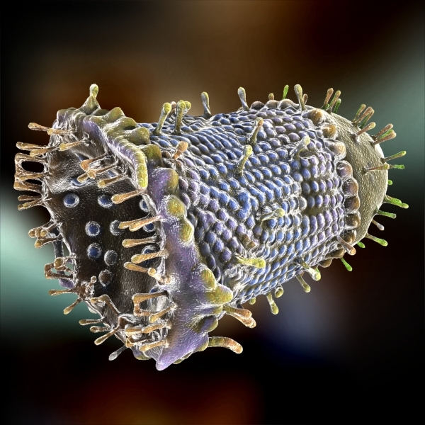 rabies virus 3d model