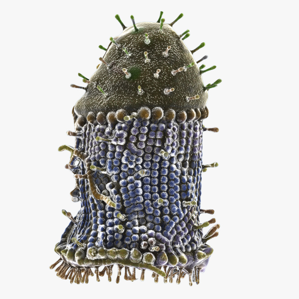 rabies virus 3d model