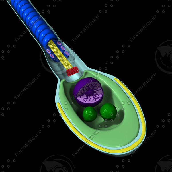 3d obj human sperm cell structure