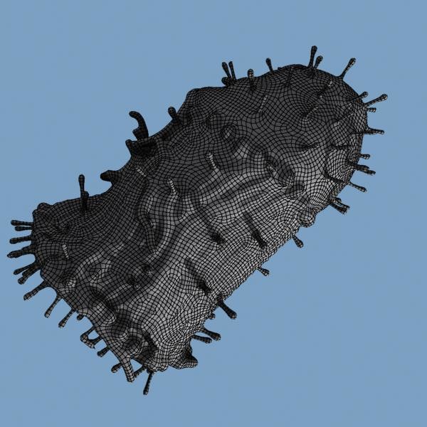 rabies virus 3d model