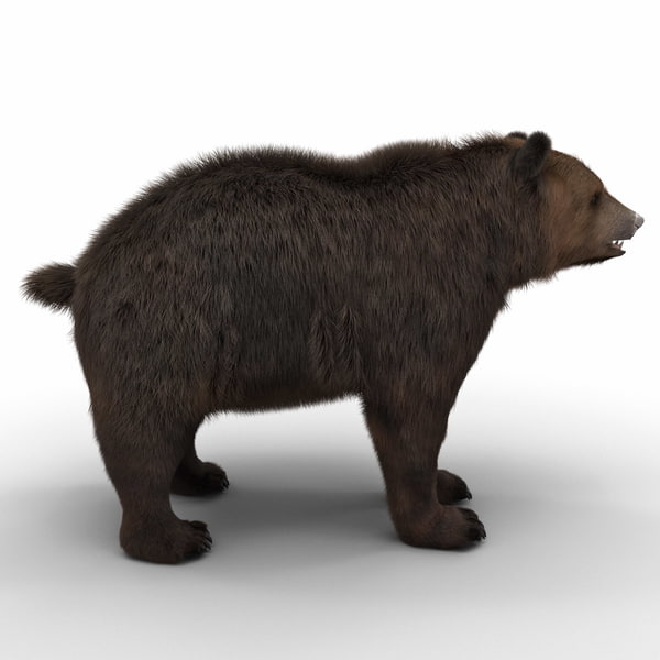 3d bear rigged