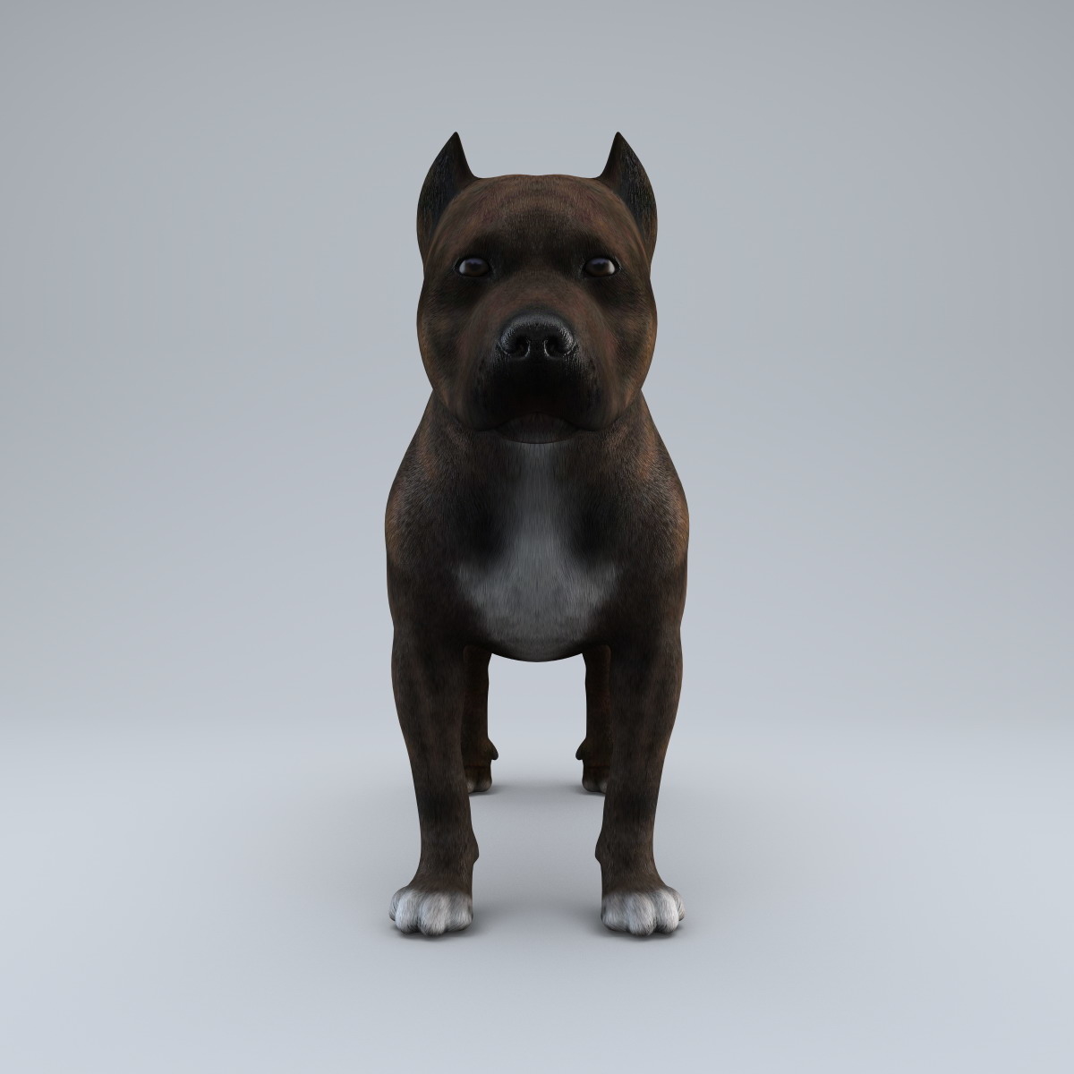 3d american staffordshire terrier
