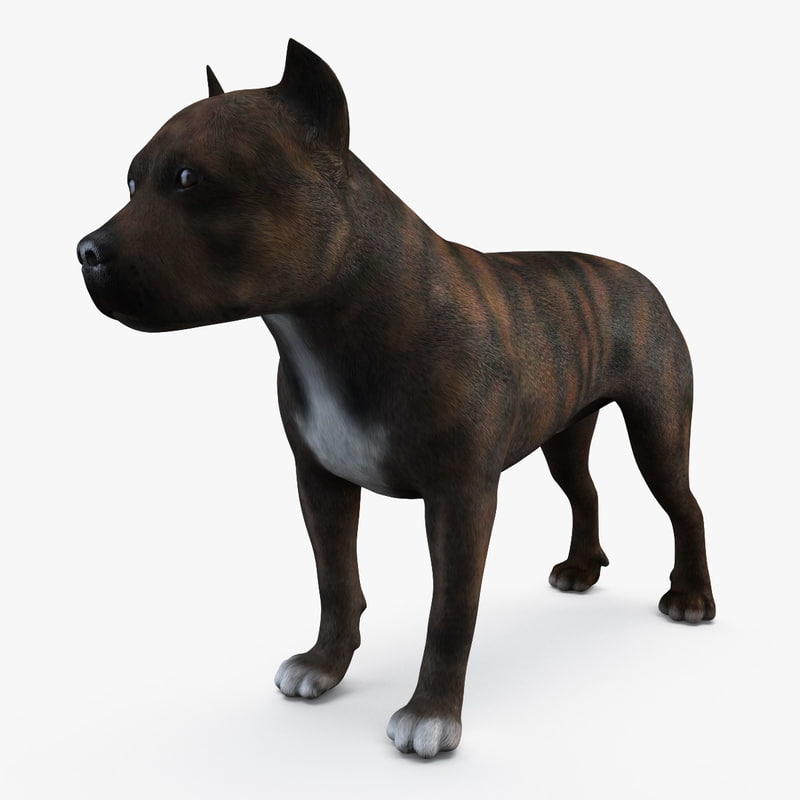 3d american staffordshire terrier