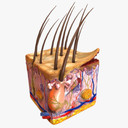 integumentary system 3D Models | TurboSquid.com