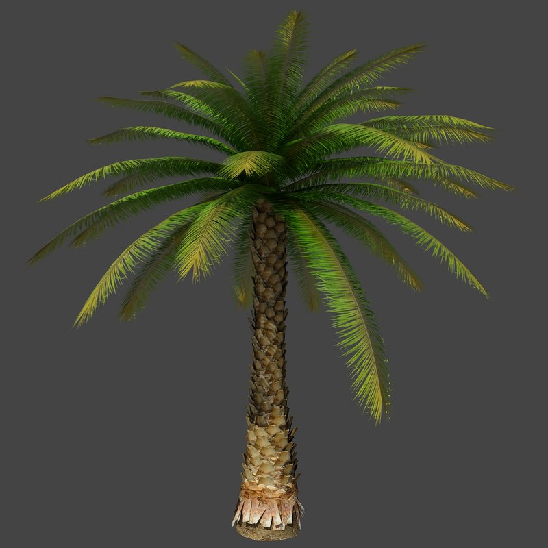 max palm tree