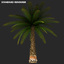 max palm tree