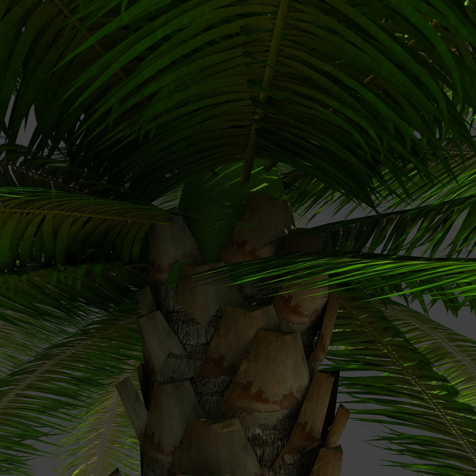 max palm tree