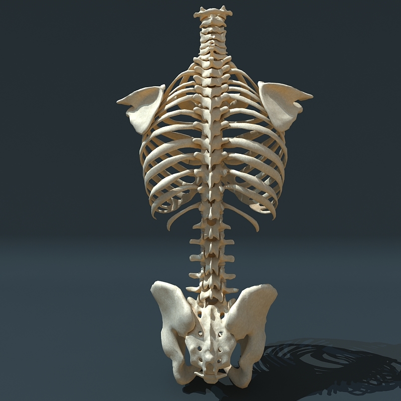 torso skeleton 3d 3ds