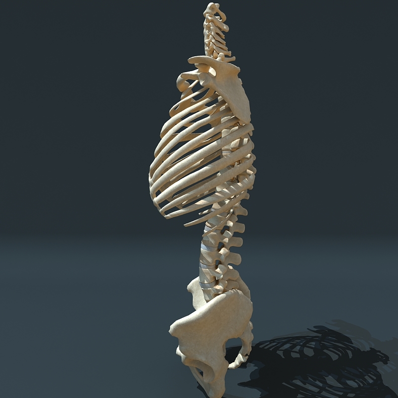 torso skeleton 3d 3ds