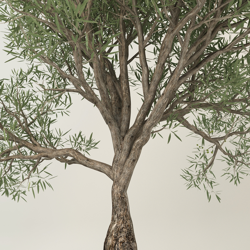 olive tree 3ds