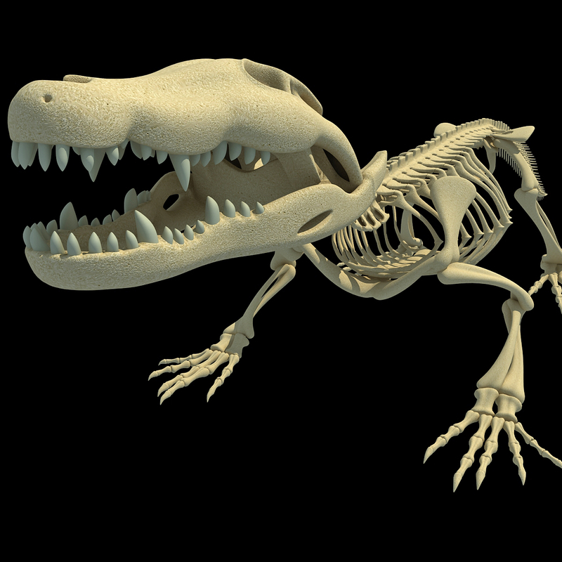 crocodile skeleton 3d max