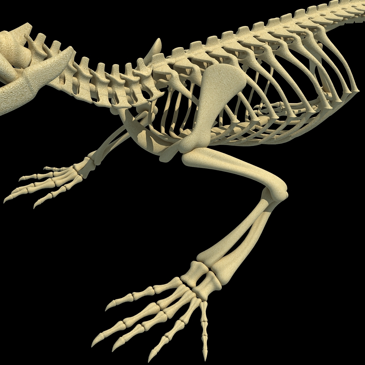 crocodile skeleton 3d max