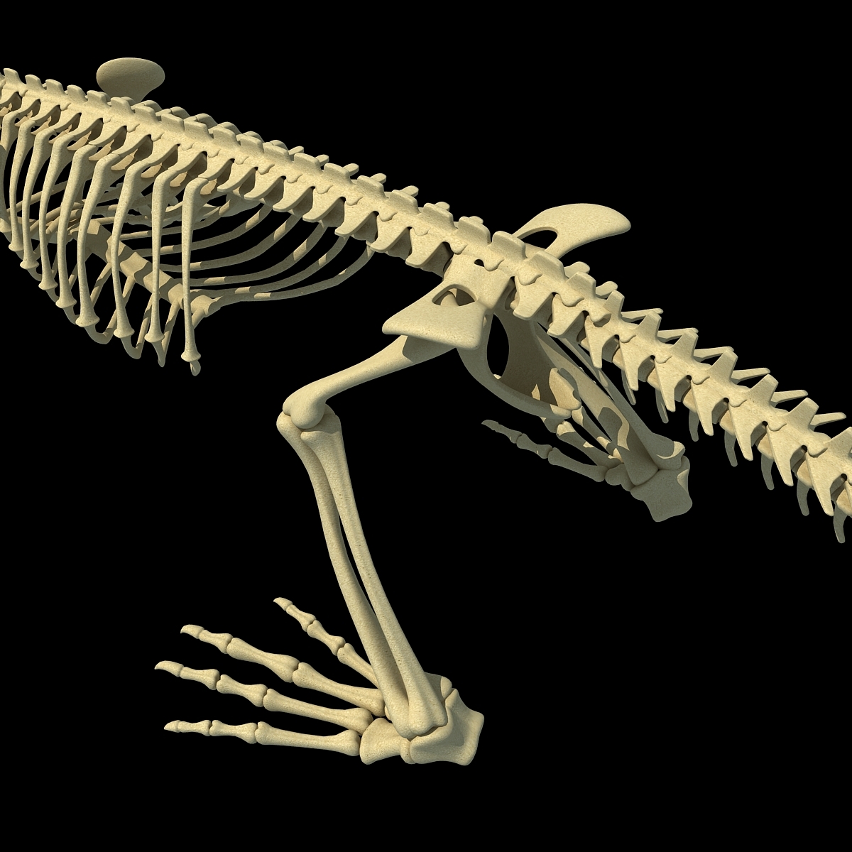 crocodile skeleton 3d max