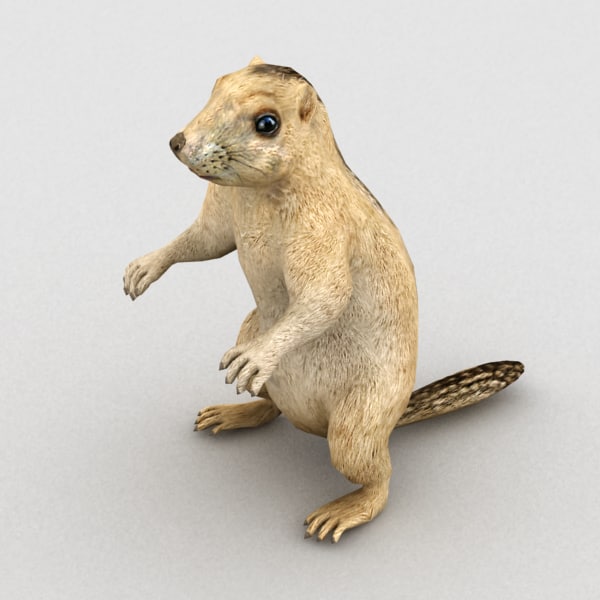 3d model rigged marmot