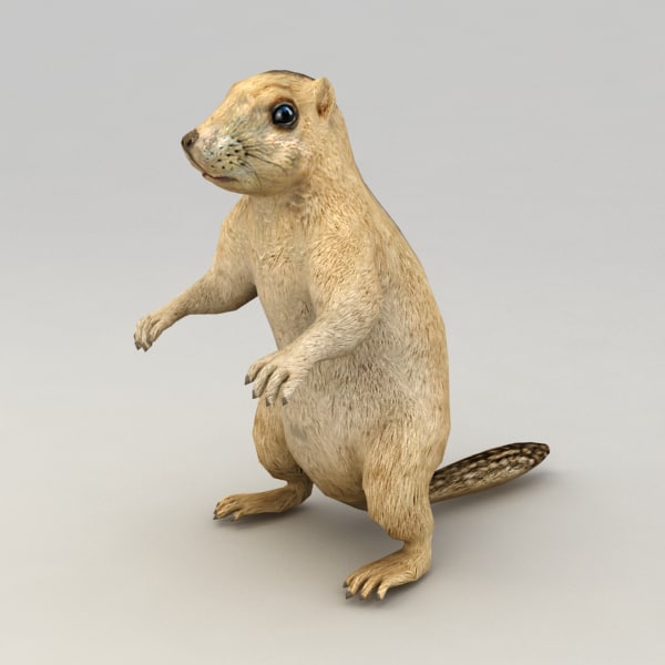 3d model rigged marmot