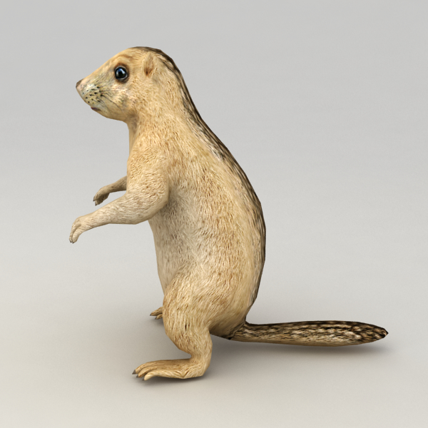 3d model rigged marmot