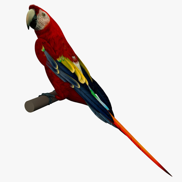 3D Parrot Models | TurboSquid