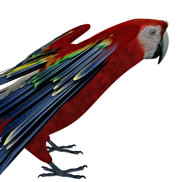 3d model scarlet macaw rigged bird