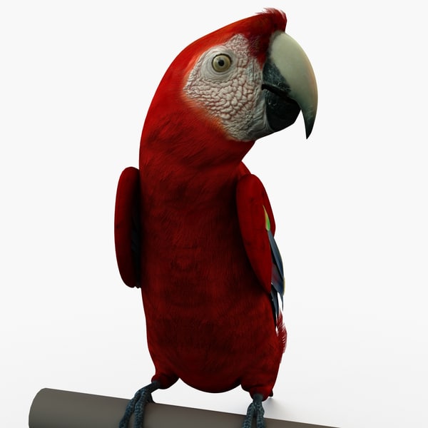 3d model scarlet macaw rigged bird