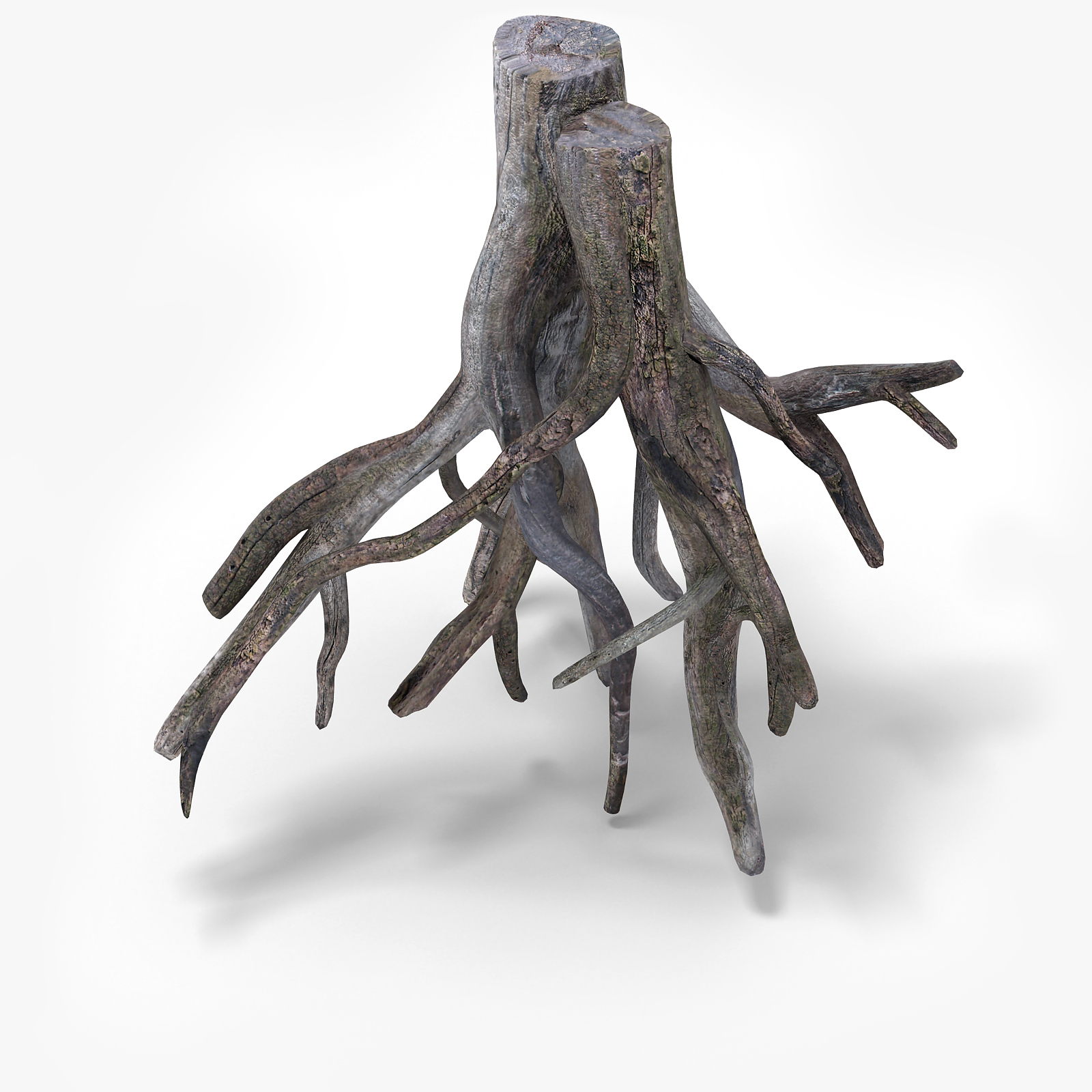 tree roots 3d model