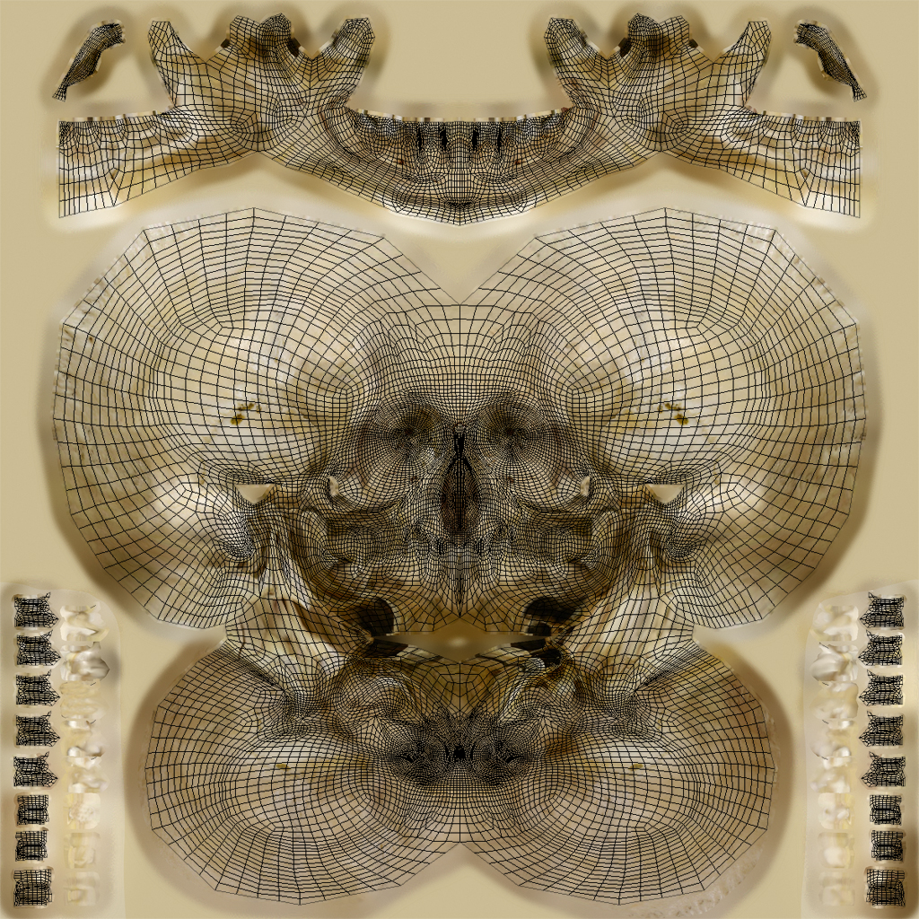 Human Skull 3d Model