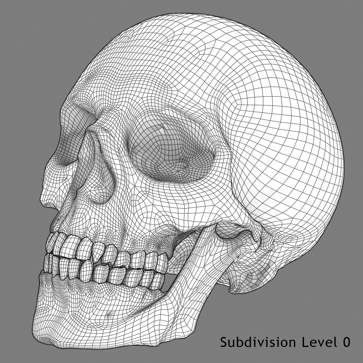 human skull 3d model