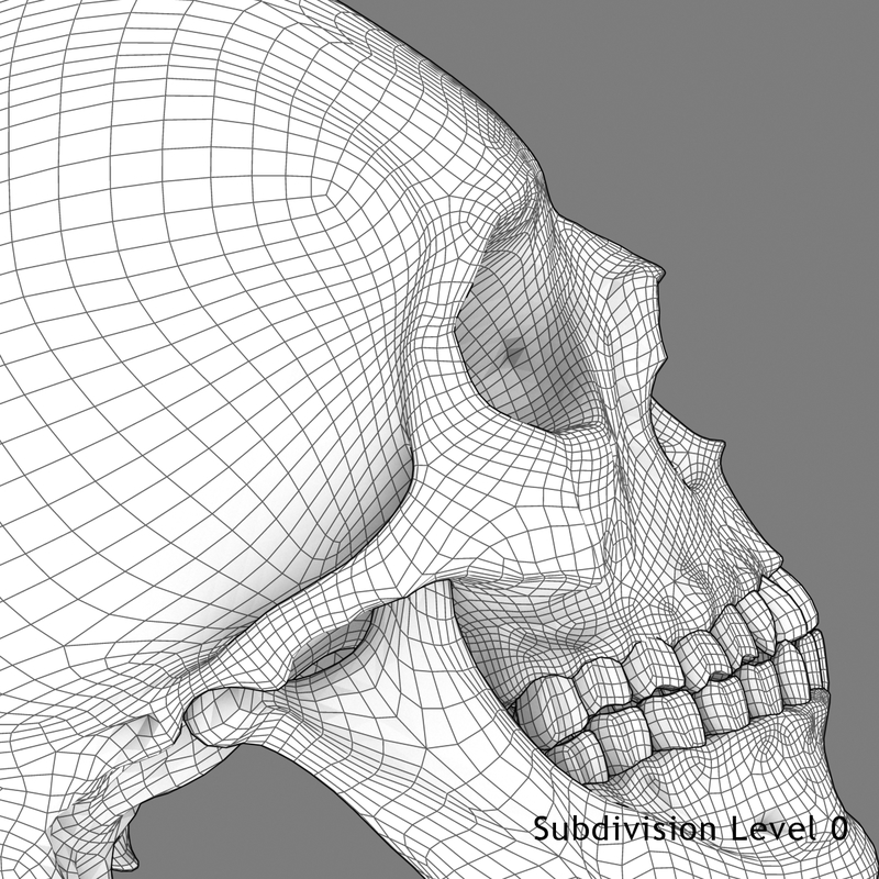 human skull 3d model
