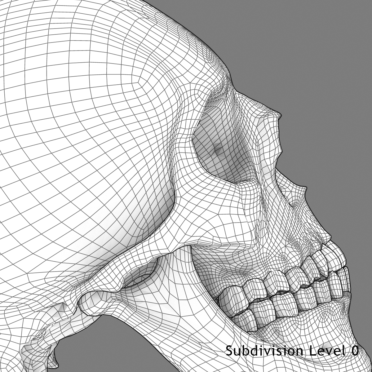 human skull 3d model