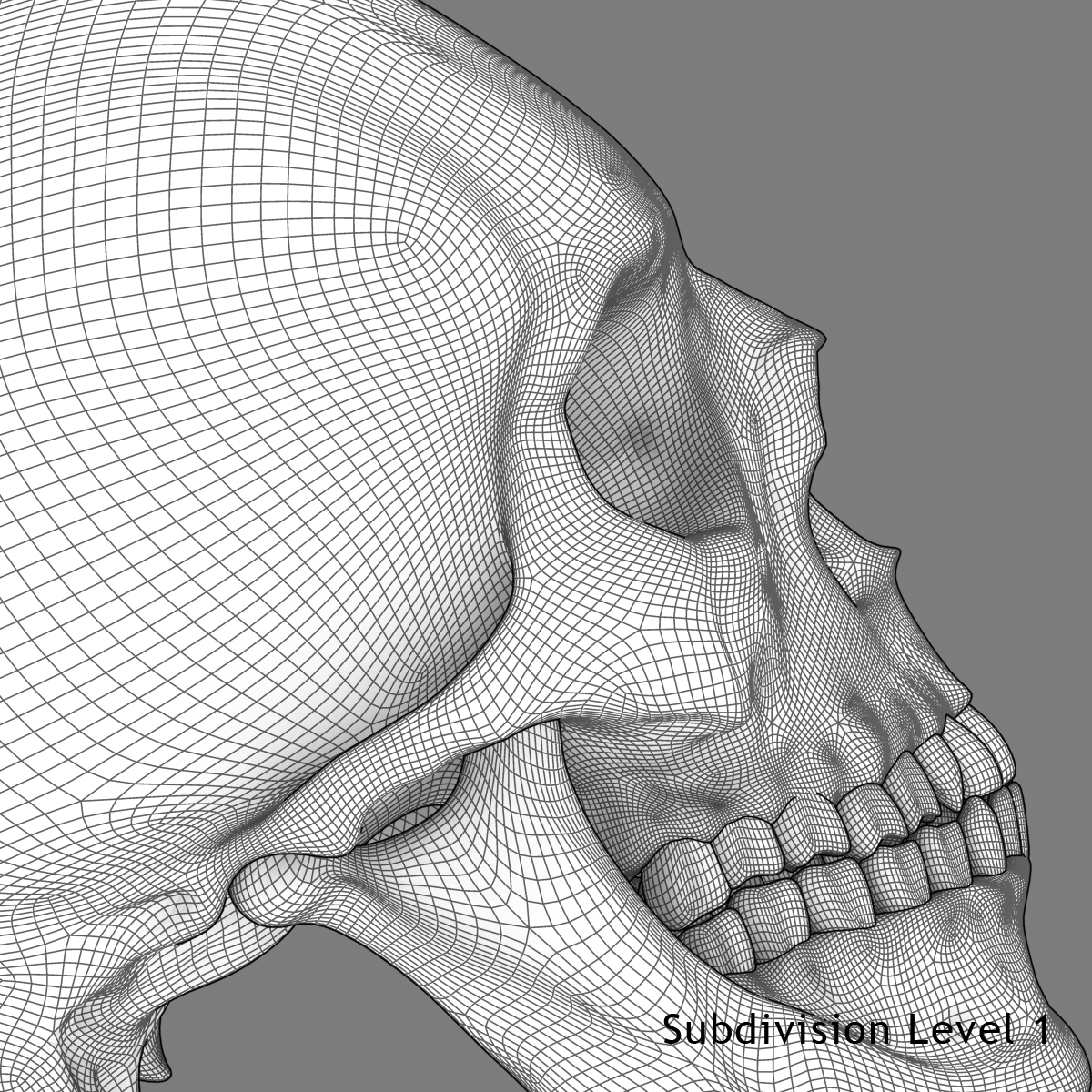 human skull 3d model