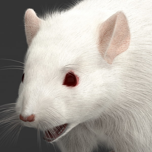 3d mouse fur model