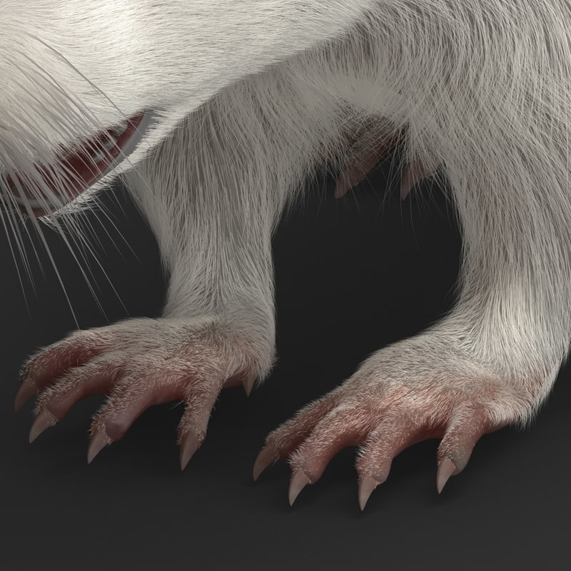3d mouse fur model