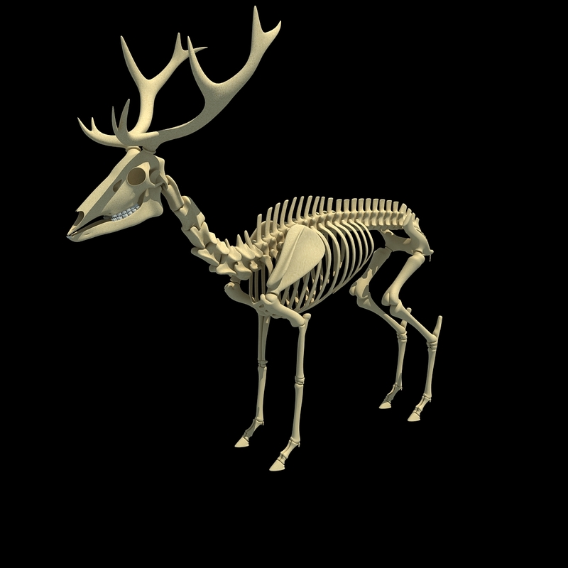 max deer skeleton