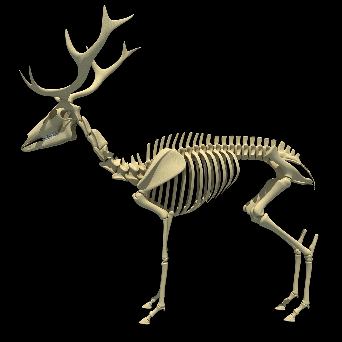 max deer skeleton