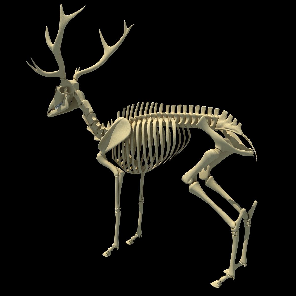 max deer skeleton
