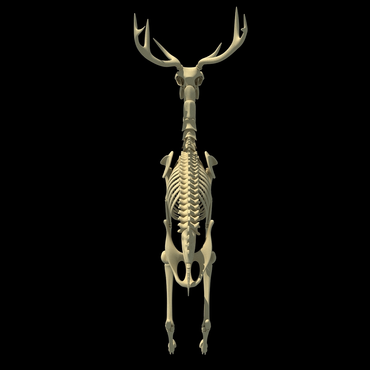 max deer skeleton