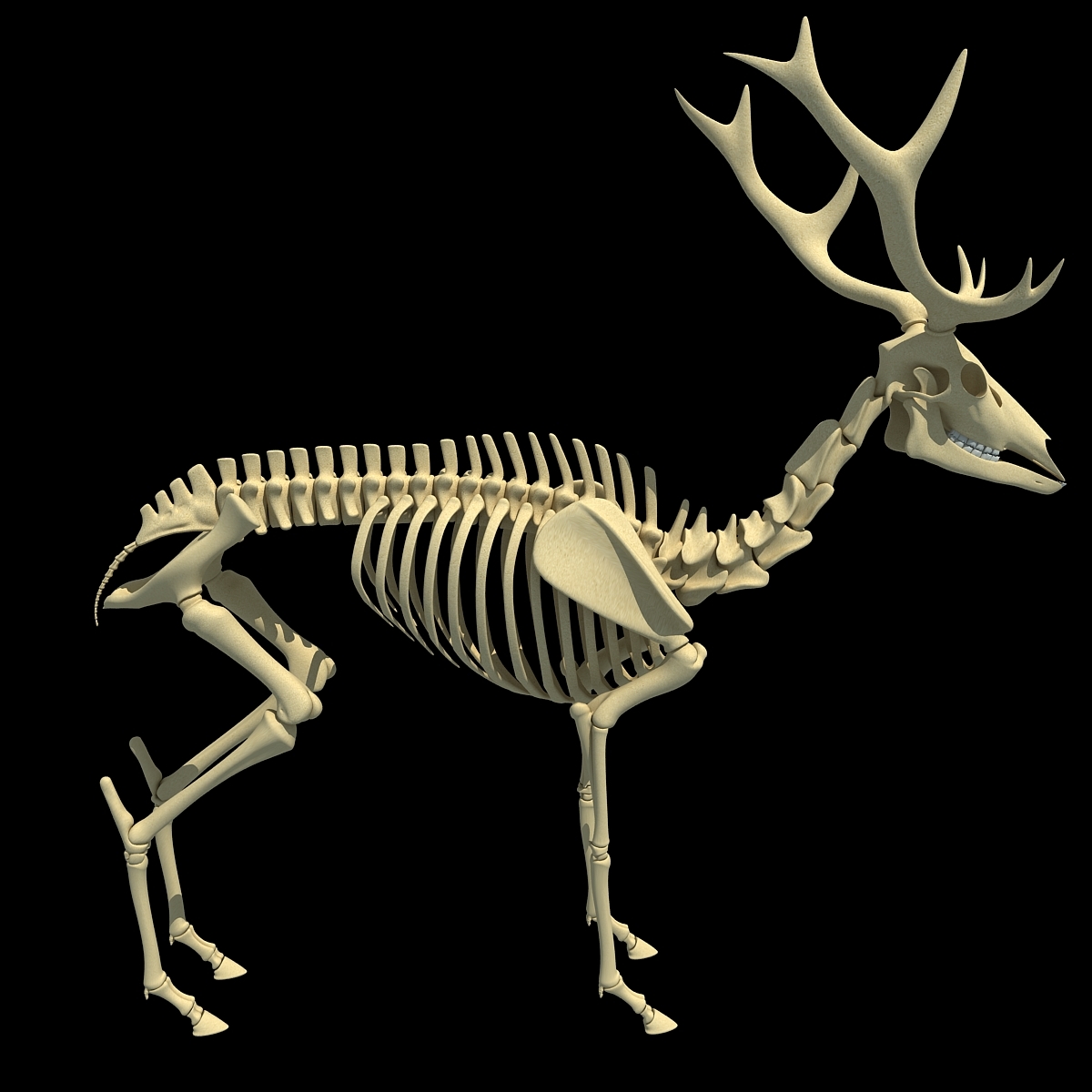 max deer skeleton