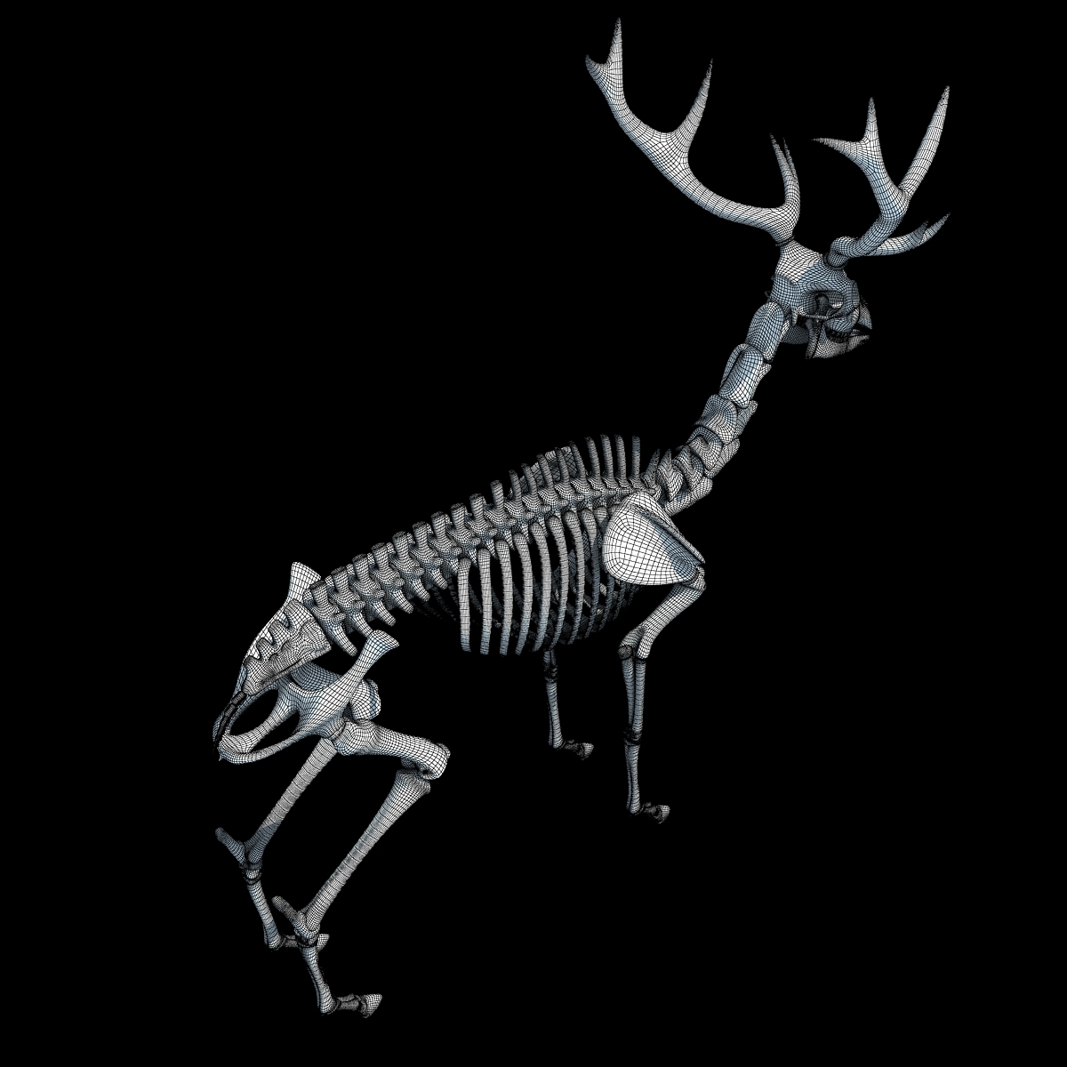 max deer skeleton
