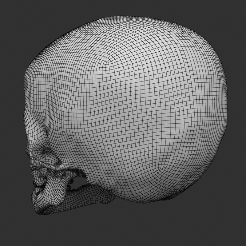 model child skull