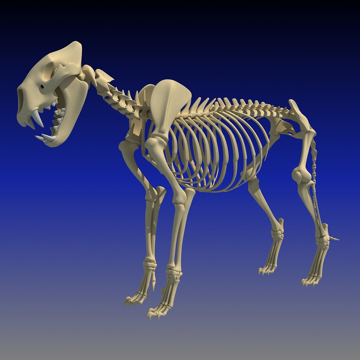 3d lion skeleton