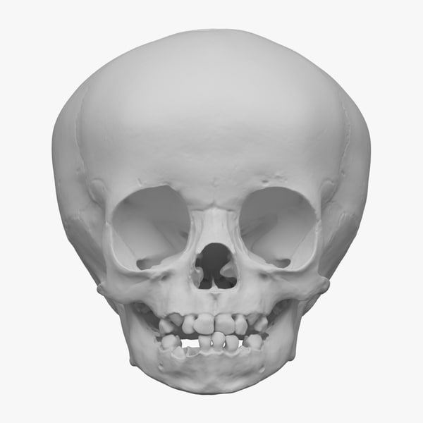model child skull