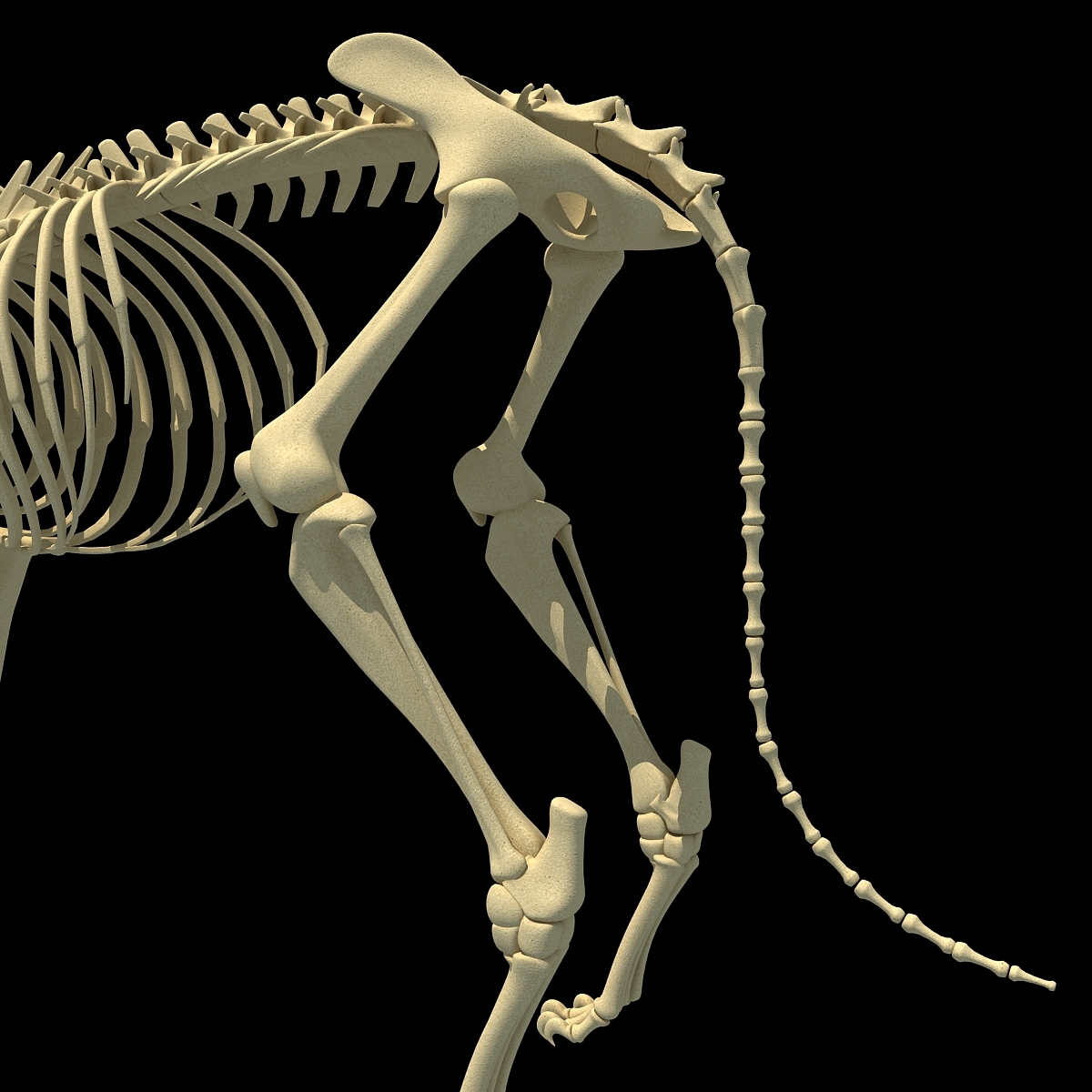 3d lion skeleton
