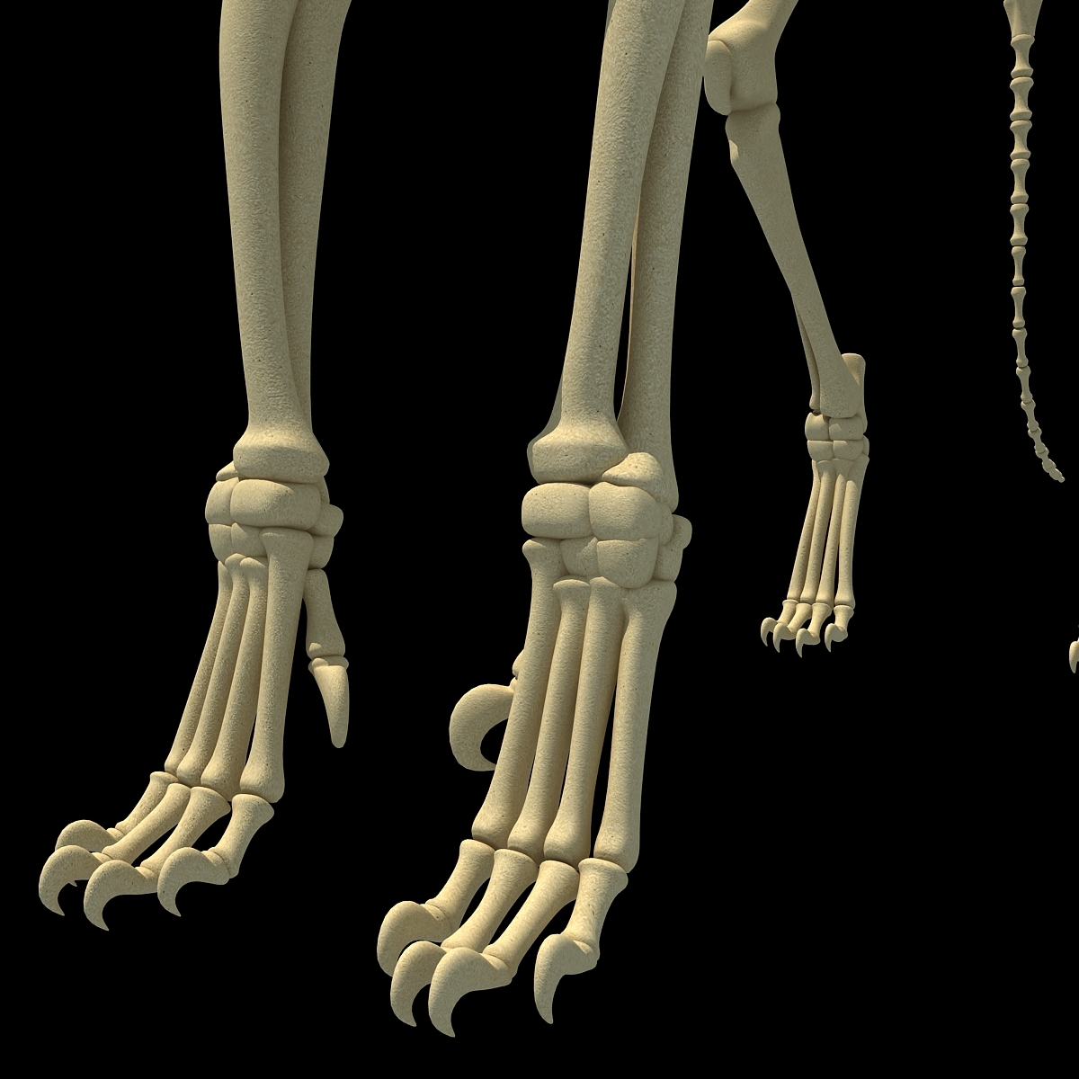 3d lion skeleton