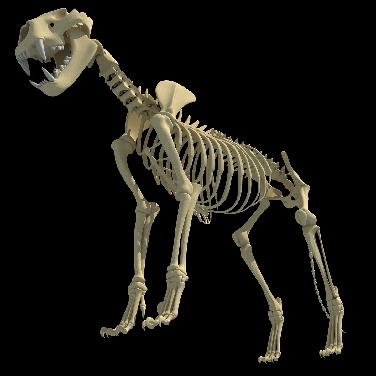 3d Lion Skeleton