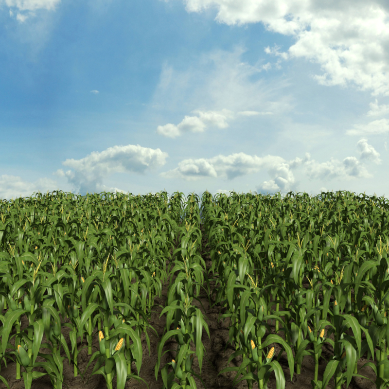 corn field 3d model