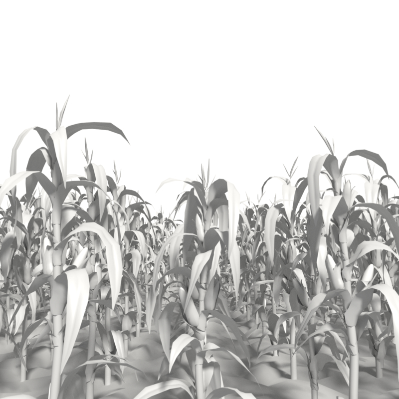 corn field 3d model