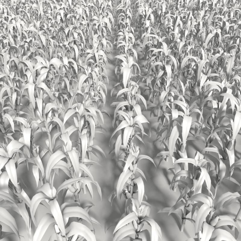 corn field 3d model