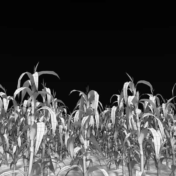 corn field 3d model