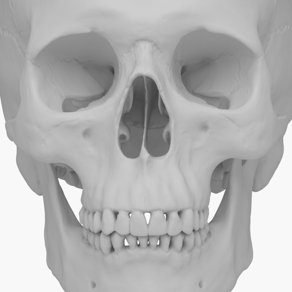 scan human skull jaw 3d model