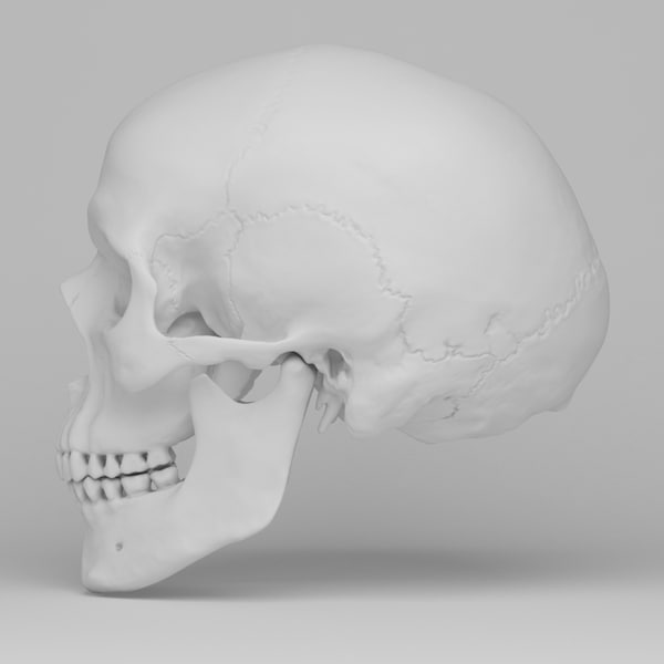 scan human skull jaw 3d model
