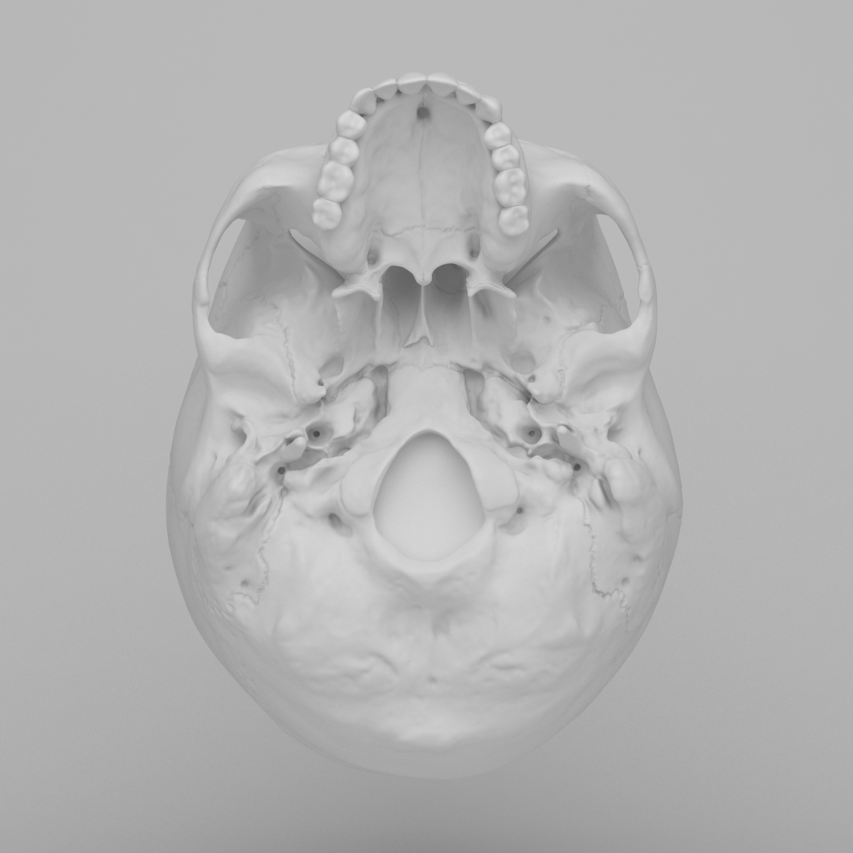 scan human skull jaw 3d model